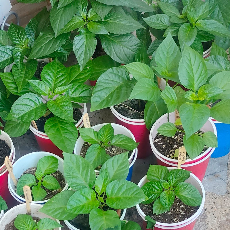 Guía para Cultivar Ajíes (Chiles) como un Experto | Semillas de Ají